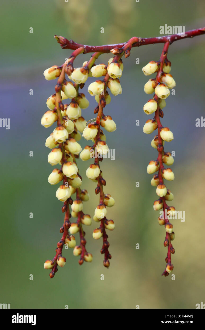 Japanese Stachyurus, Stachyurus praecox Stock Photo - Alamy