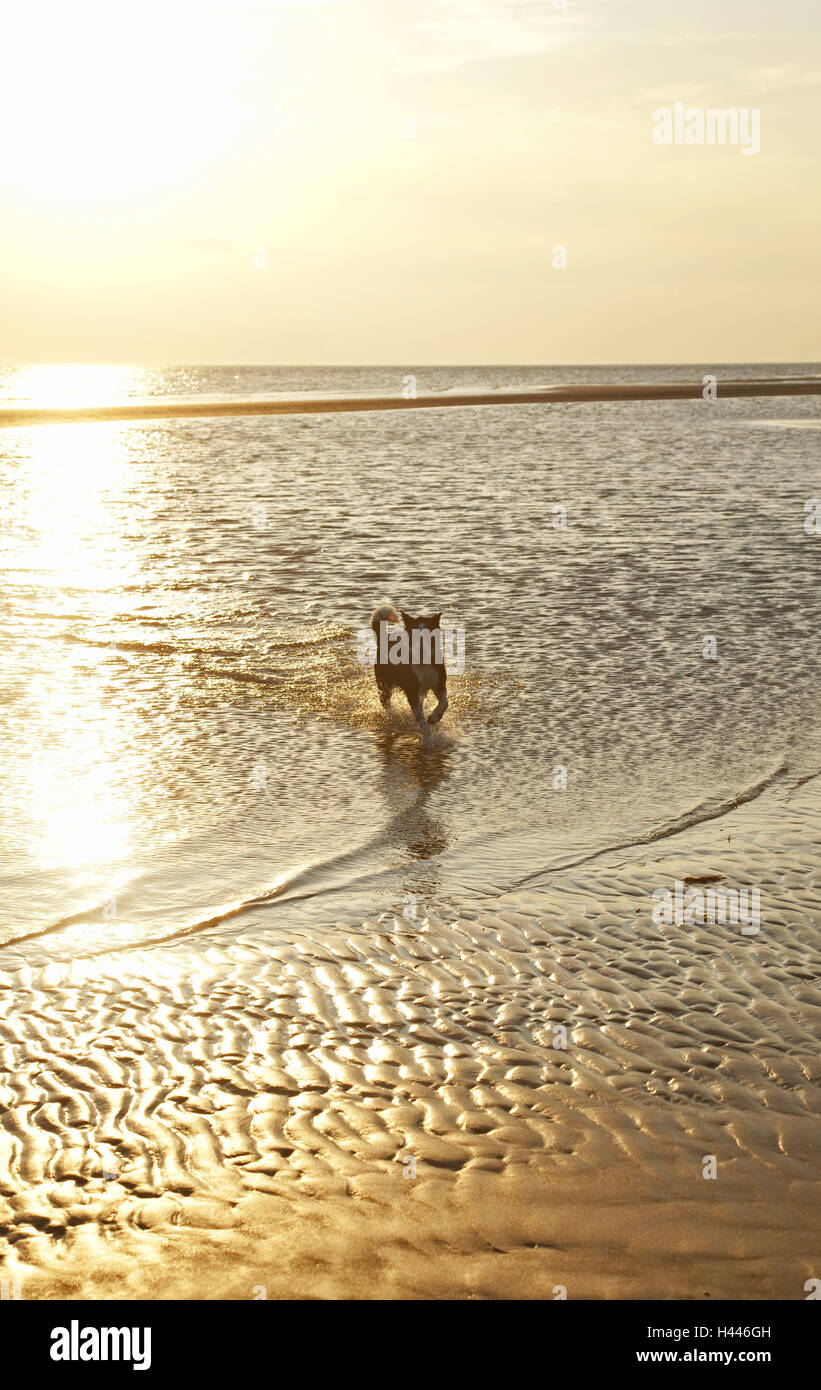 Dog, beach, sea, run Stock Photo - Alamy