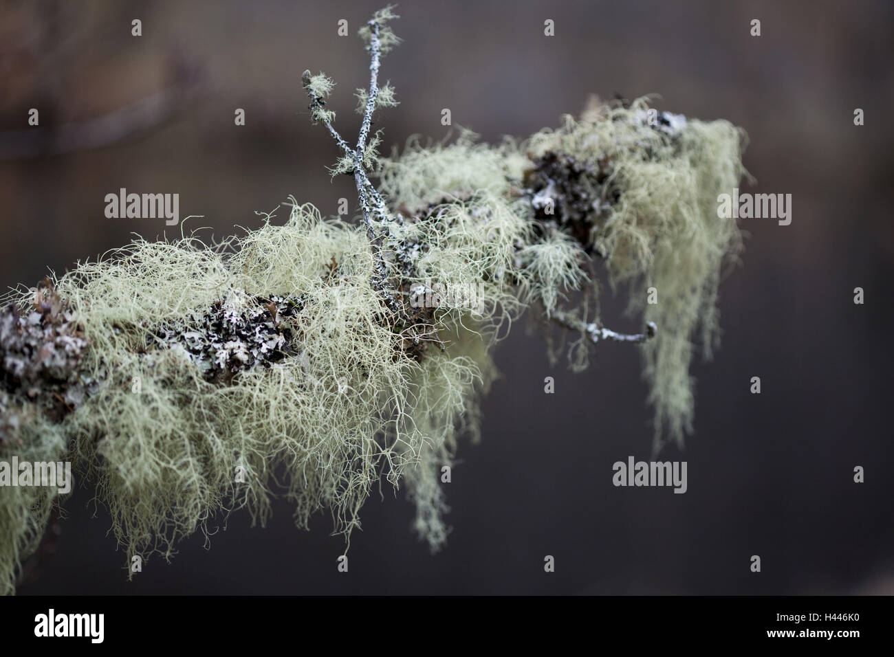 Branch, moss, lichens, medium close-up Stock Photo - Alamy