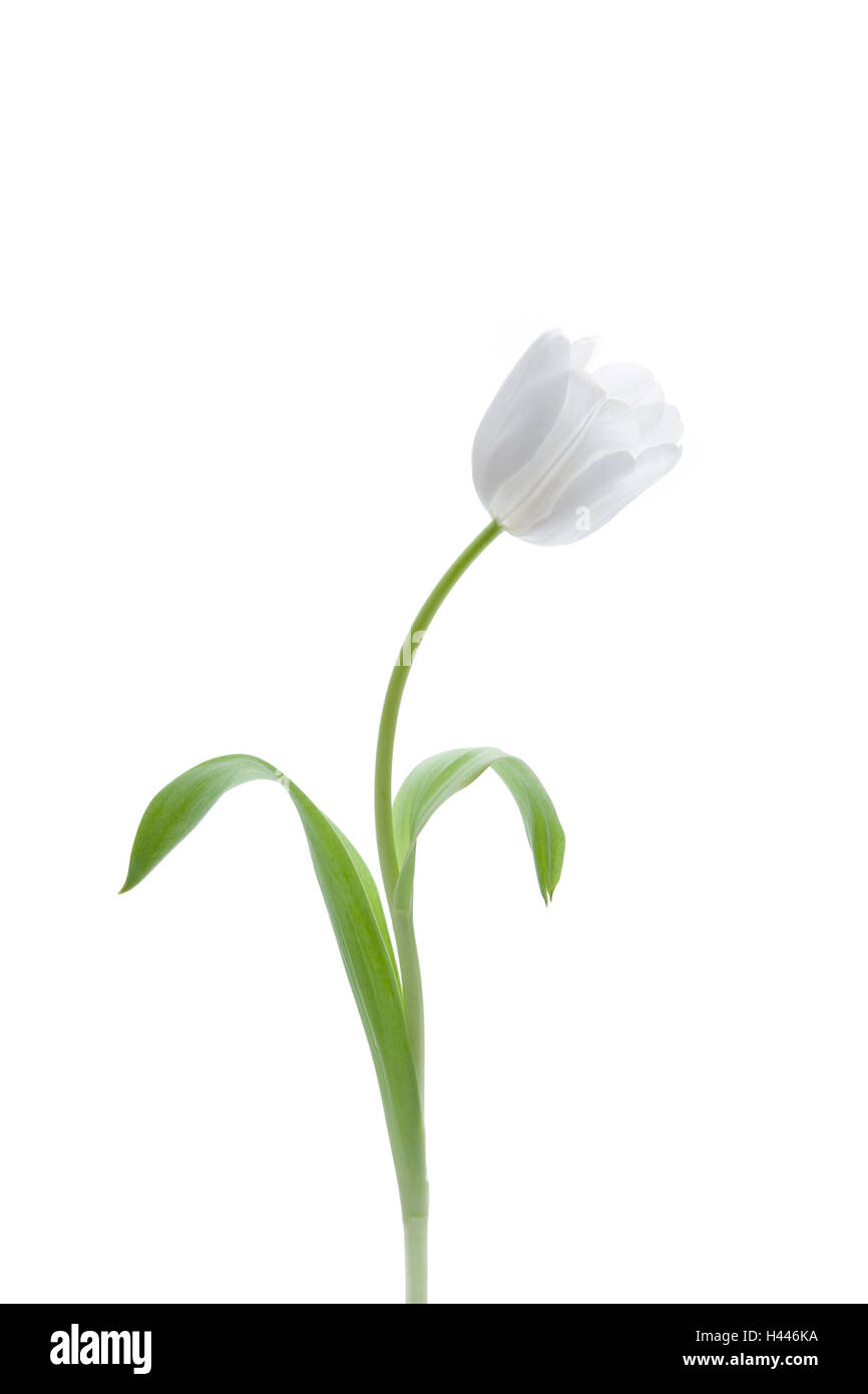 Tulip period hi-res stock photography and images - Alamy