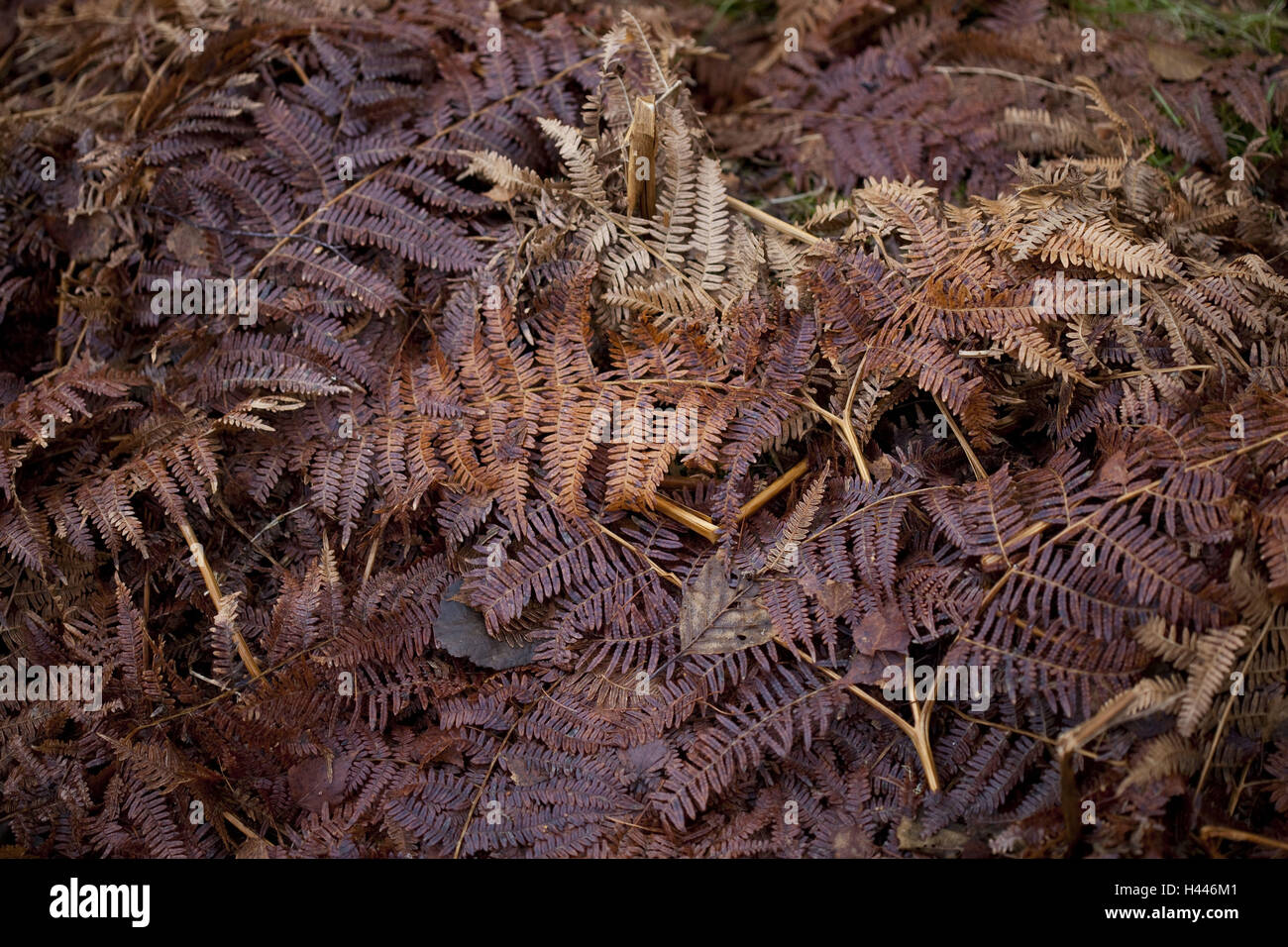 Fern leaves, withered, damp, medium close-up Stock Photo - Alamy