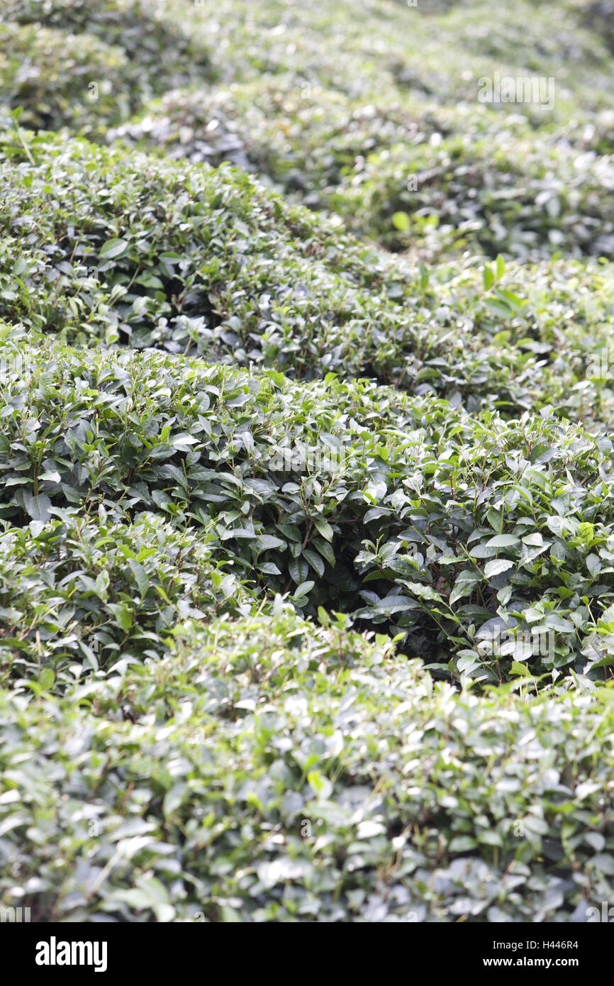 Turkey tea plantation hi-res stock photography and images - Alamy