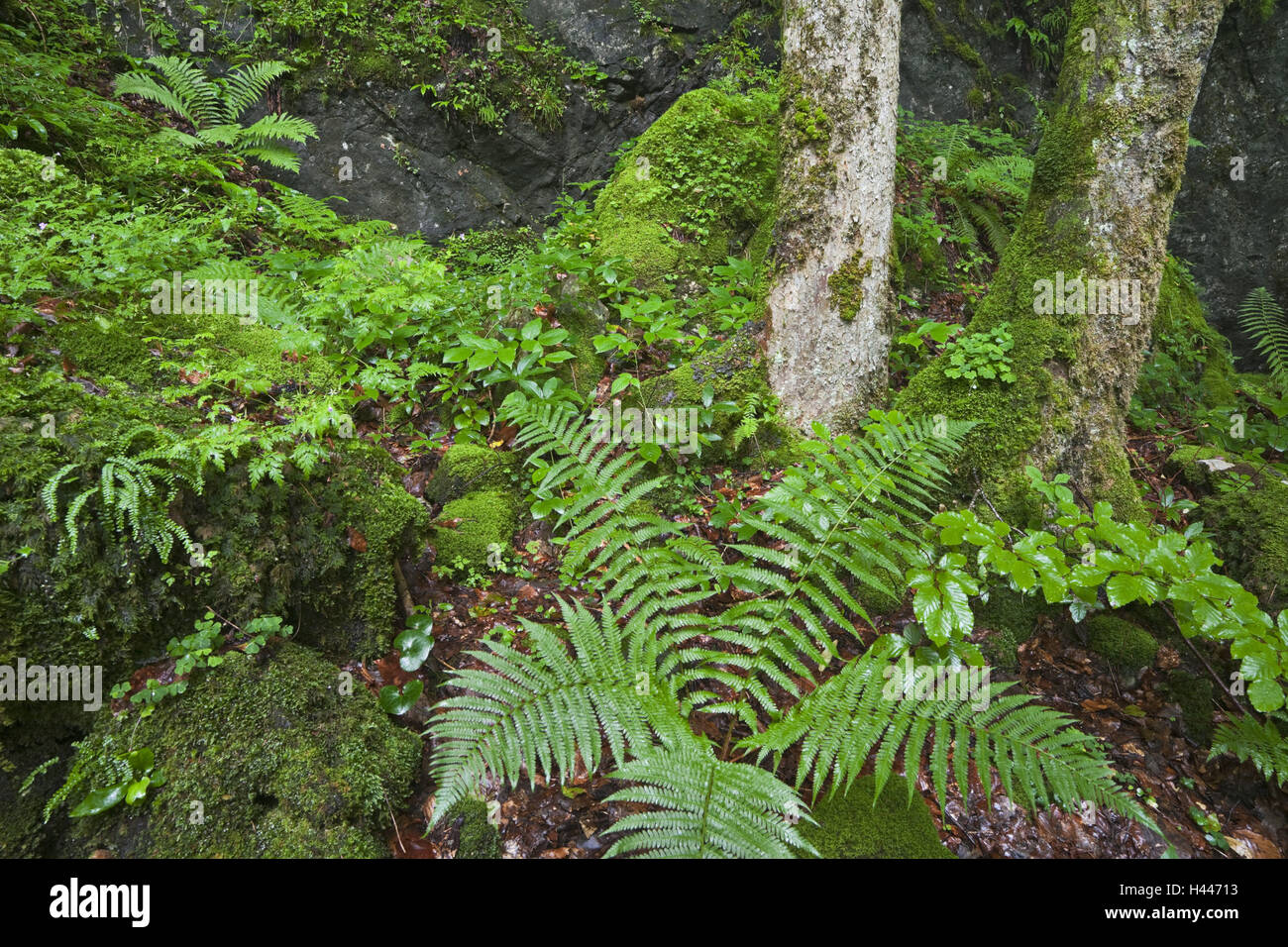 How Are Algae Different From Mosses And Ferns