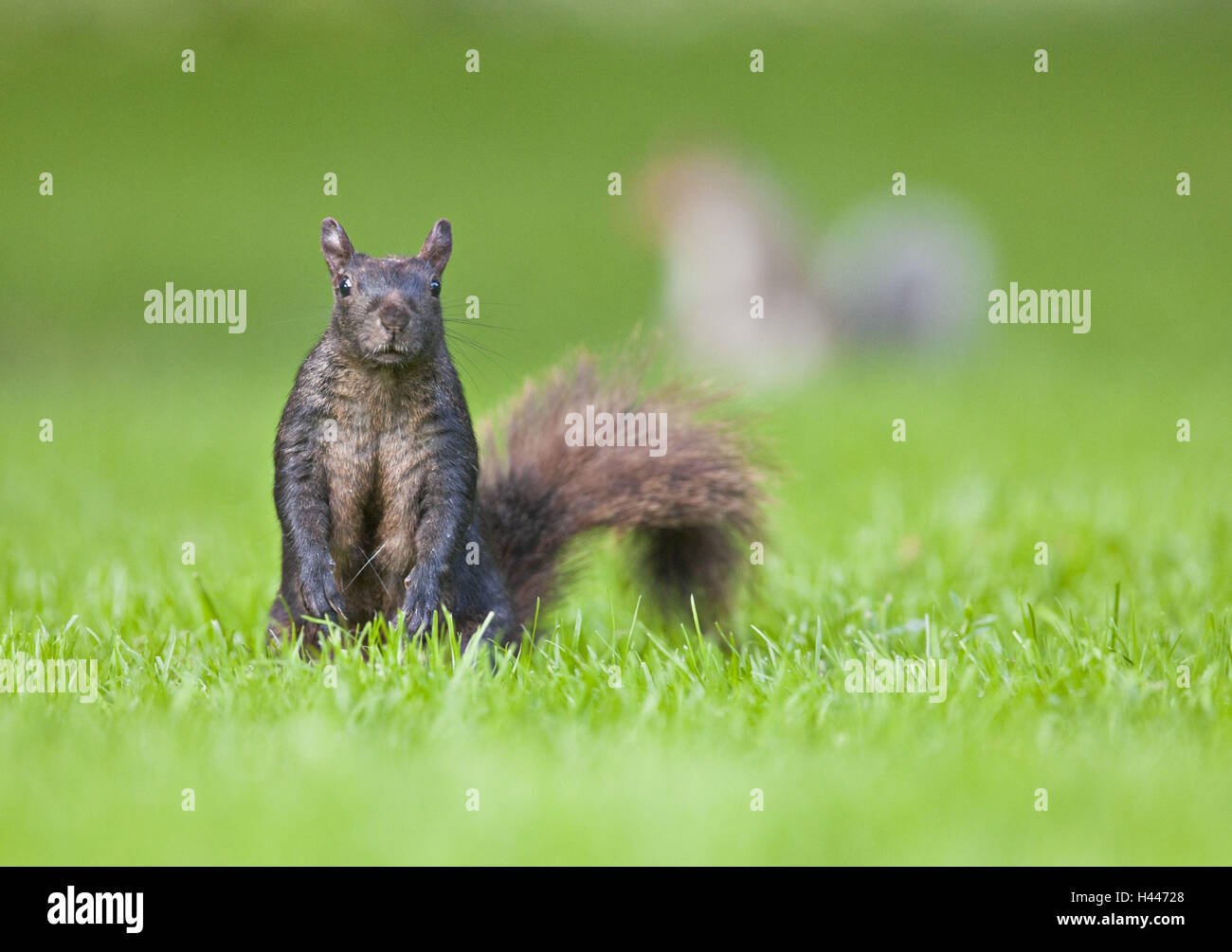 Toronto park hi-res stock photography and images - Alamy