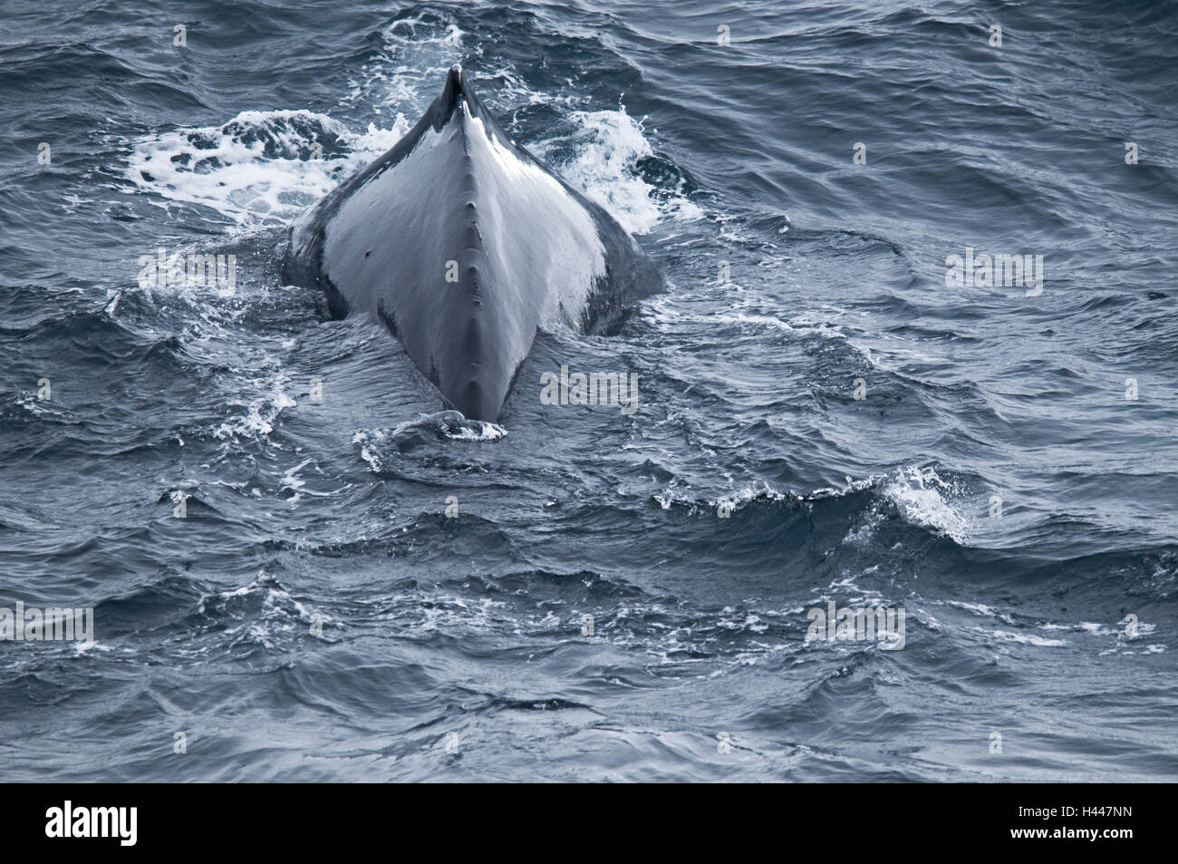 Humpback whale, back, water surface Stock Photo - Alamy