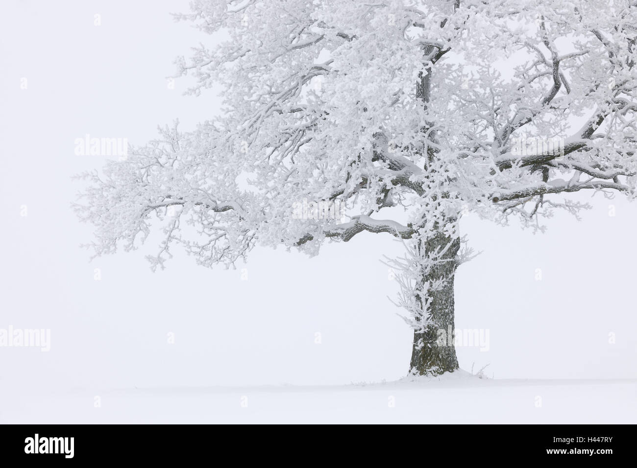 Common oak, Quercus robur, winter Stock Photo - Alamy