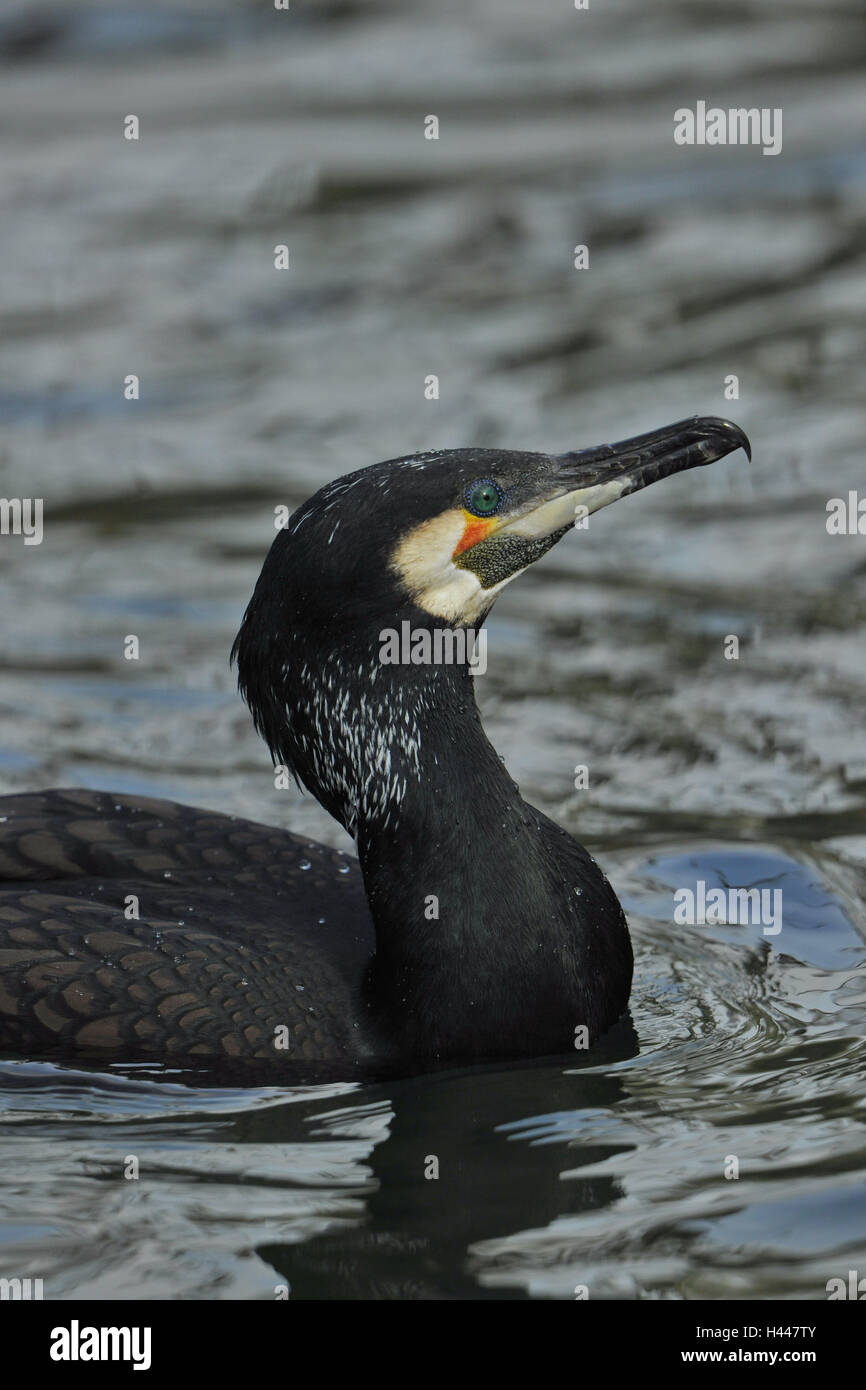Phalacrocorax carbo hi-res stock photography and images - Alamy