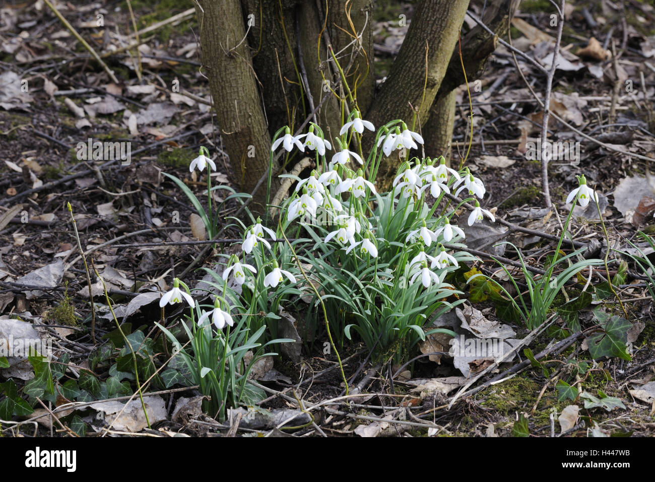 Snow Bells Flowers High Resolution Stock Photography and Images - Alamy