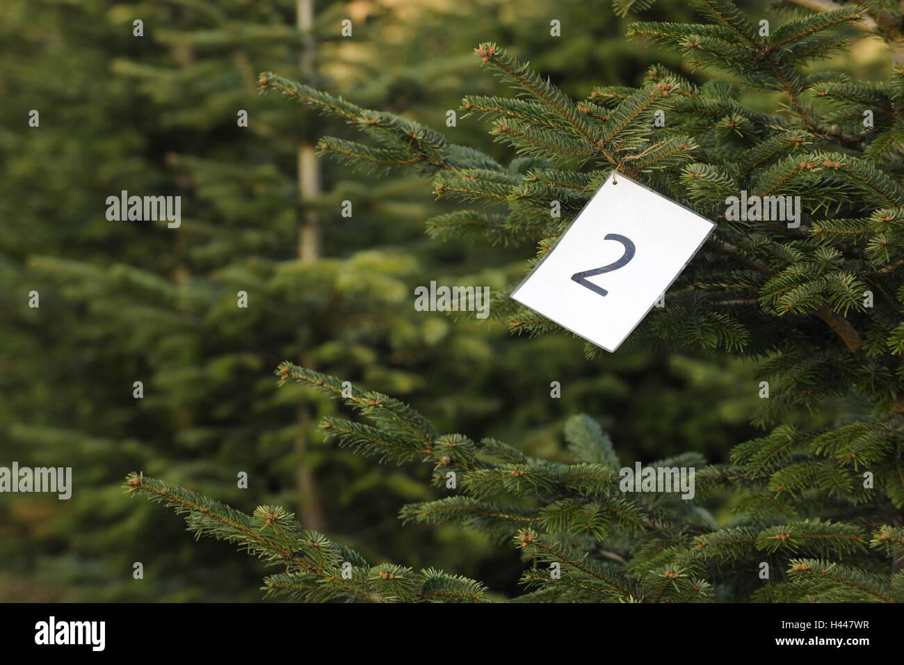 Numbered tree hi-res stock photography and images - Alamy