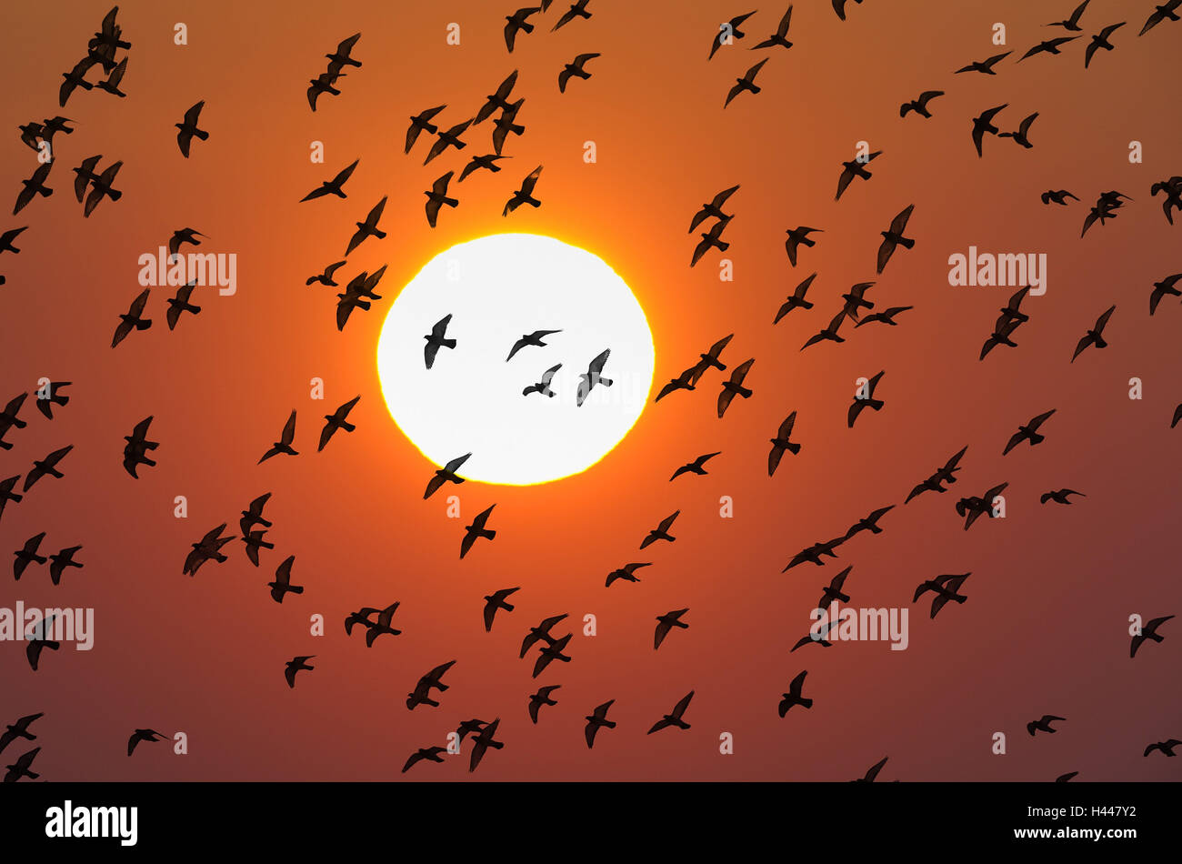 Flying pigeons in front of the sun hi-res stock photography and images ...