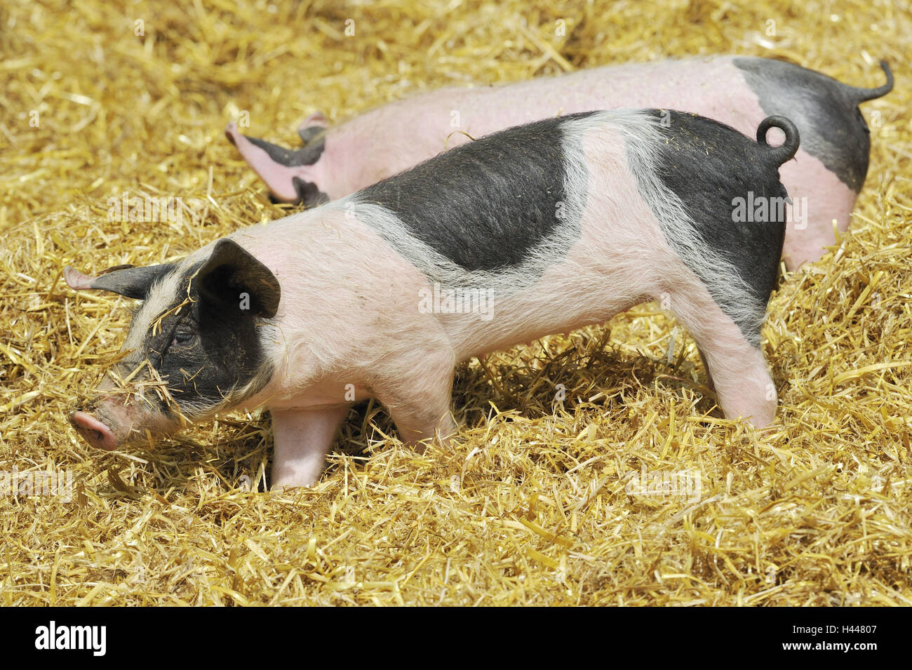 Swabian hallische pigs hi-res stock photography and images - Alamy