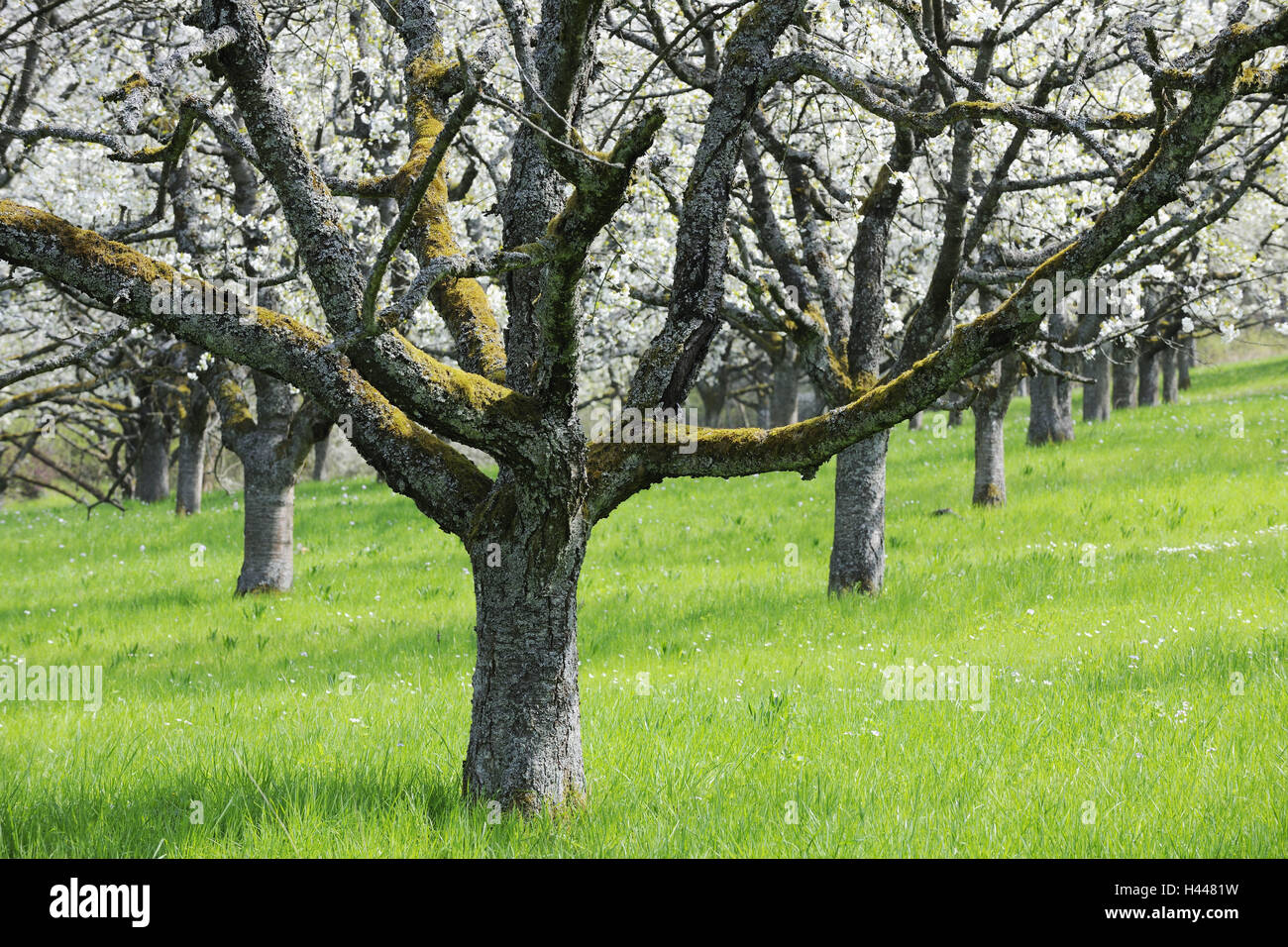Old fruit trees hi-res stock photography and images - Alamy