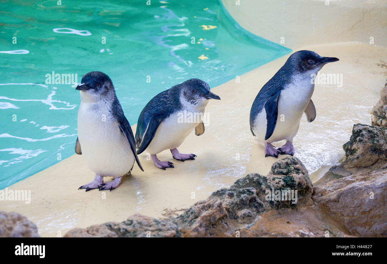 Tiny penguins hi-res stock photography and images - Alamy