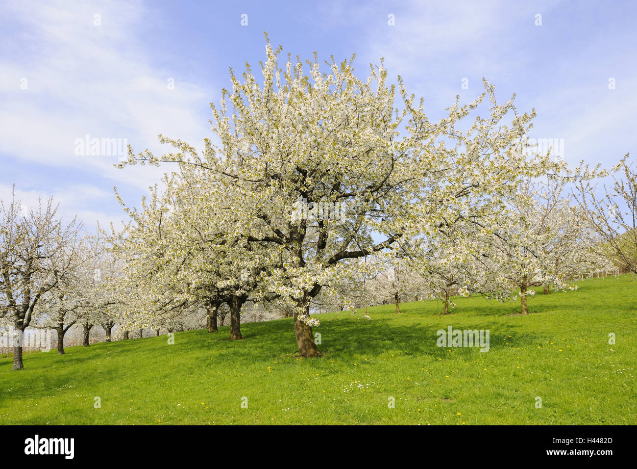 Old cherry trees, Prunus avium, spring Stock Photo - Alamy