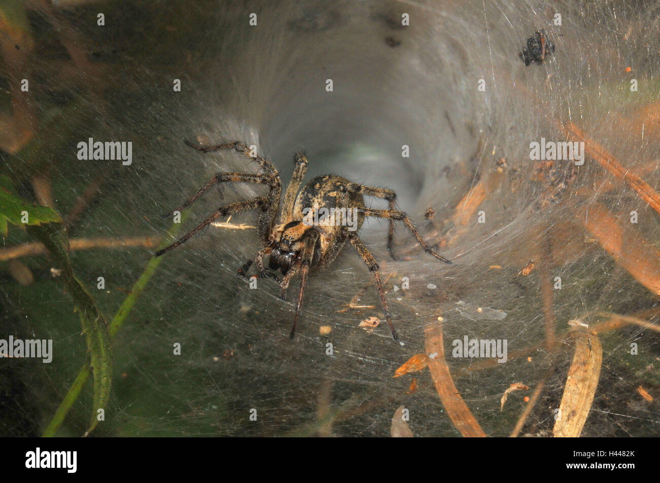 Labyrinth spider, funnel spider, construction, network Stock Photo - Alamy