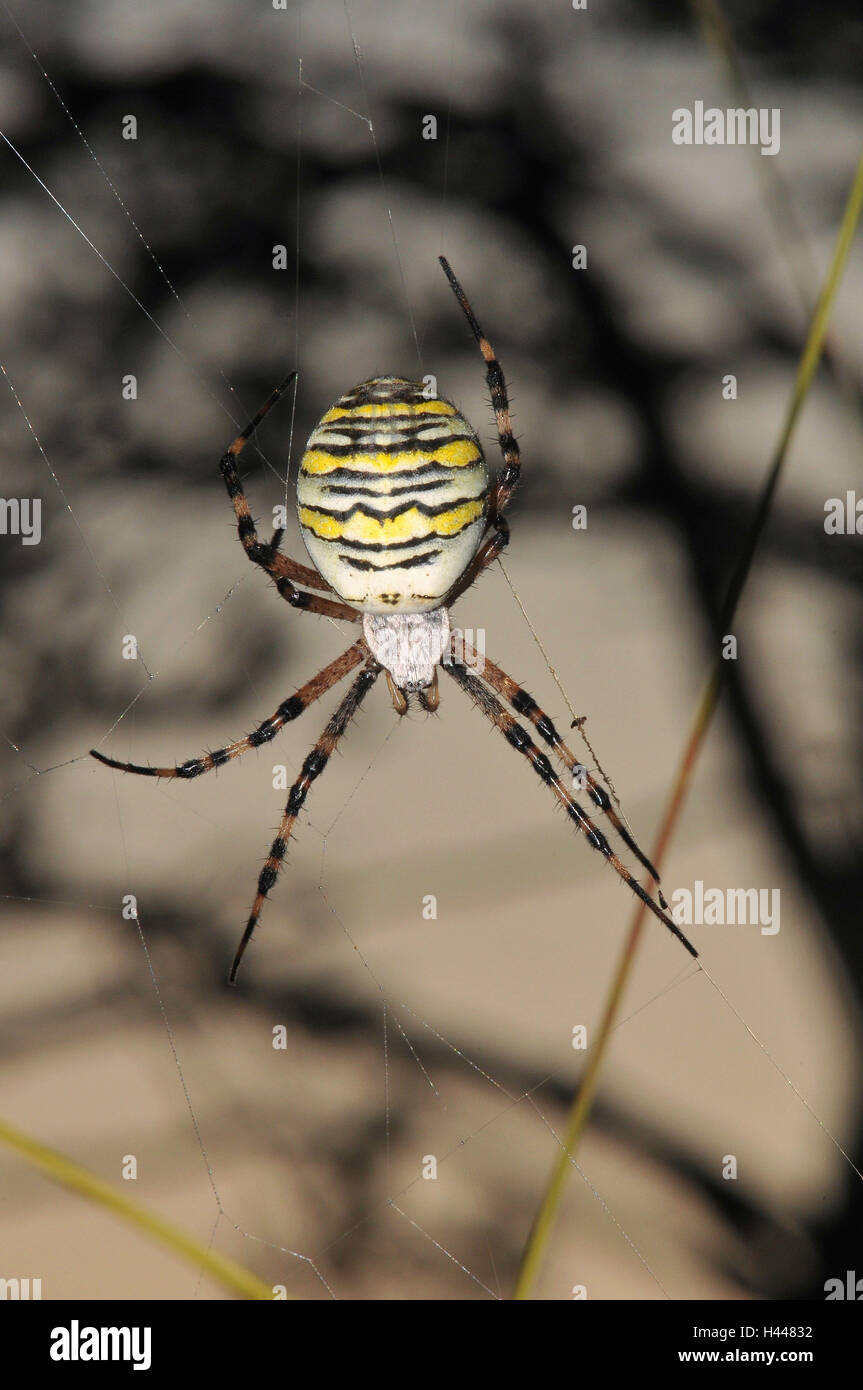 Wasp's pin, zebra spider, silk cord pin, female, network, zigzag sample ...