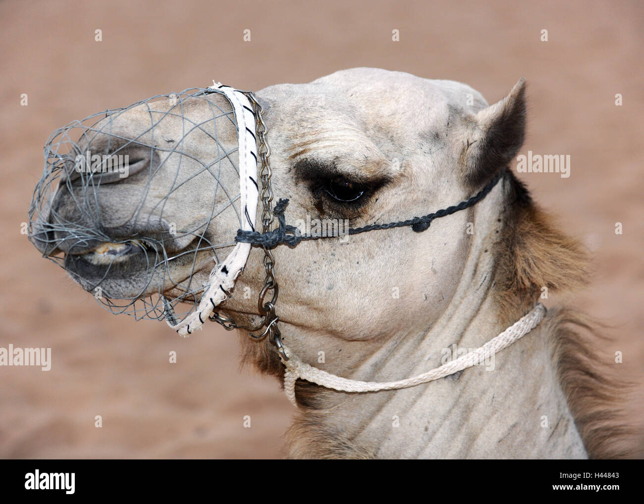 Camel side view hi-res stock photography and images - Alamy