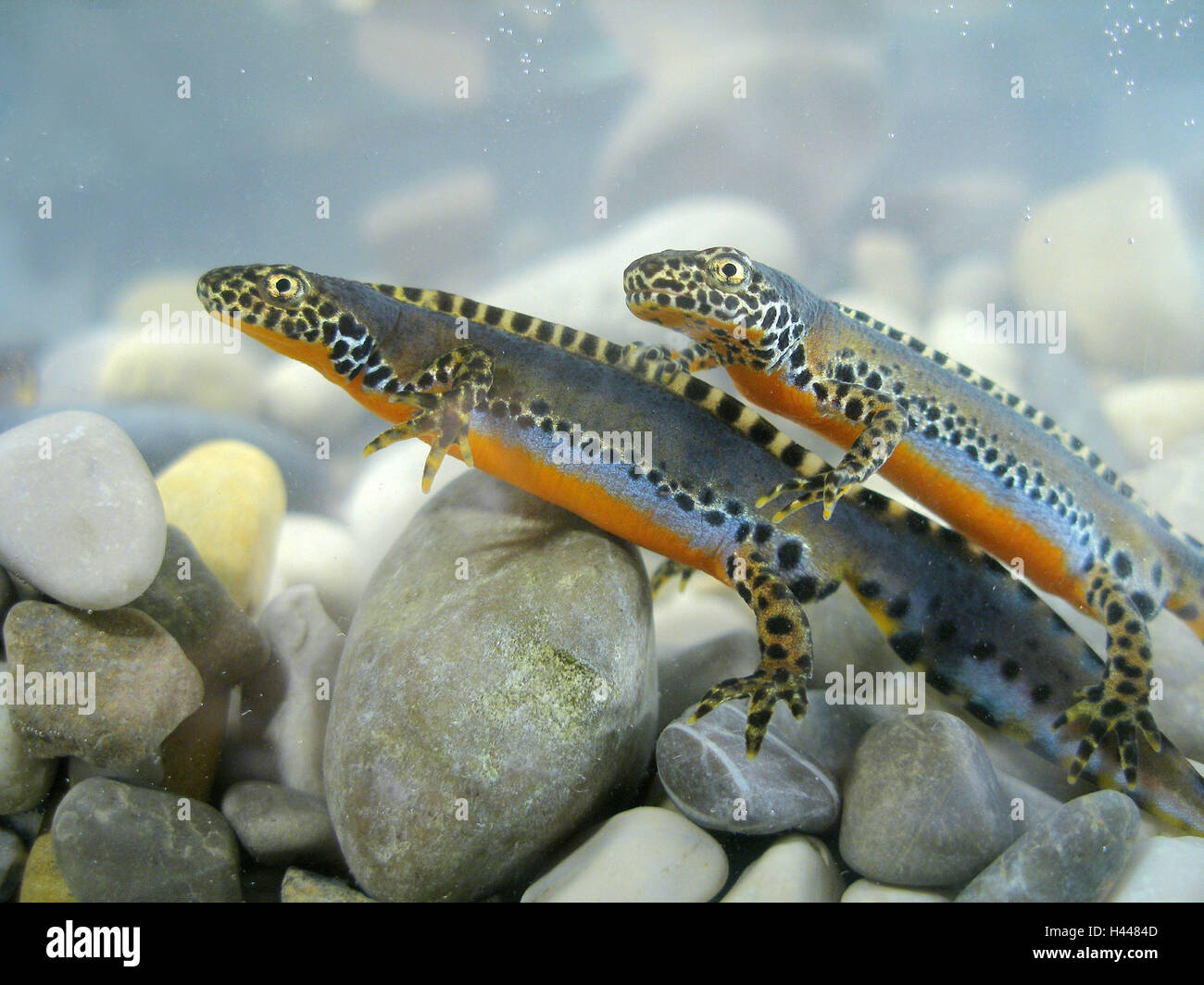 Alpine newts, side view, two, male Stock Photo - Alamy