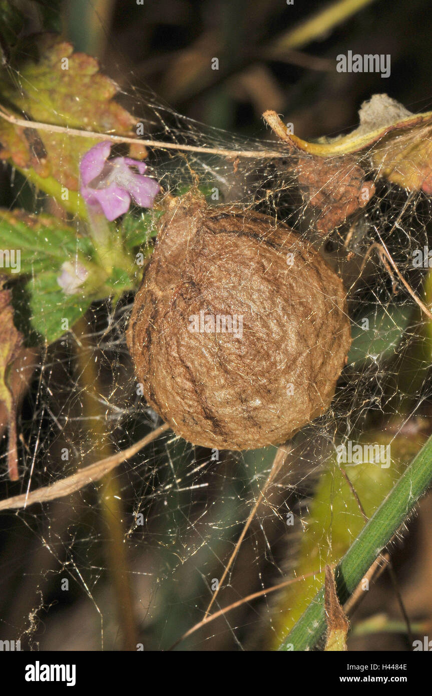 Spider Cocoon Stock Photos & Spider Cocoon Stock Images - Alamy