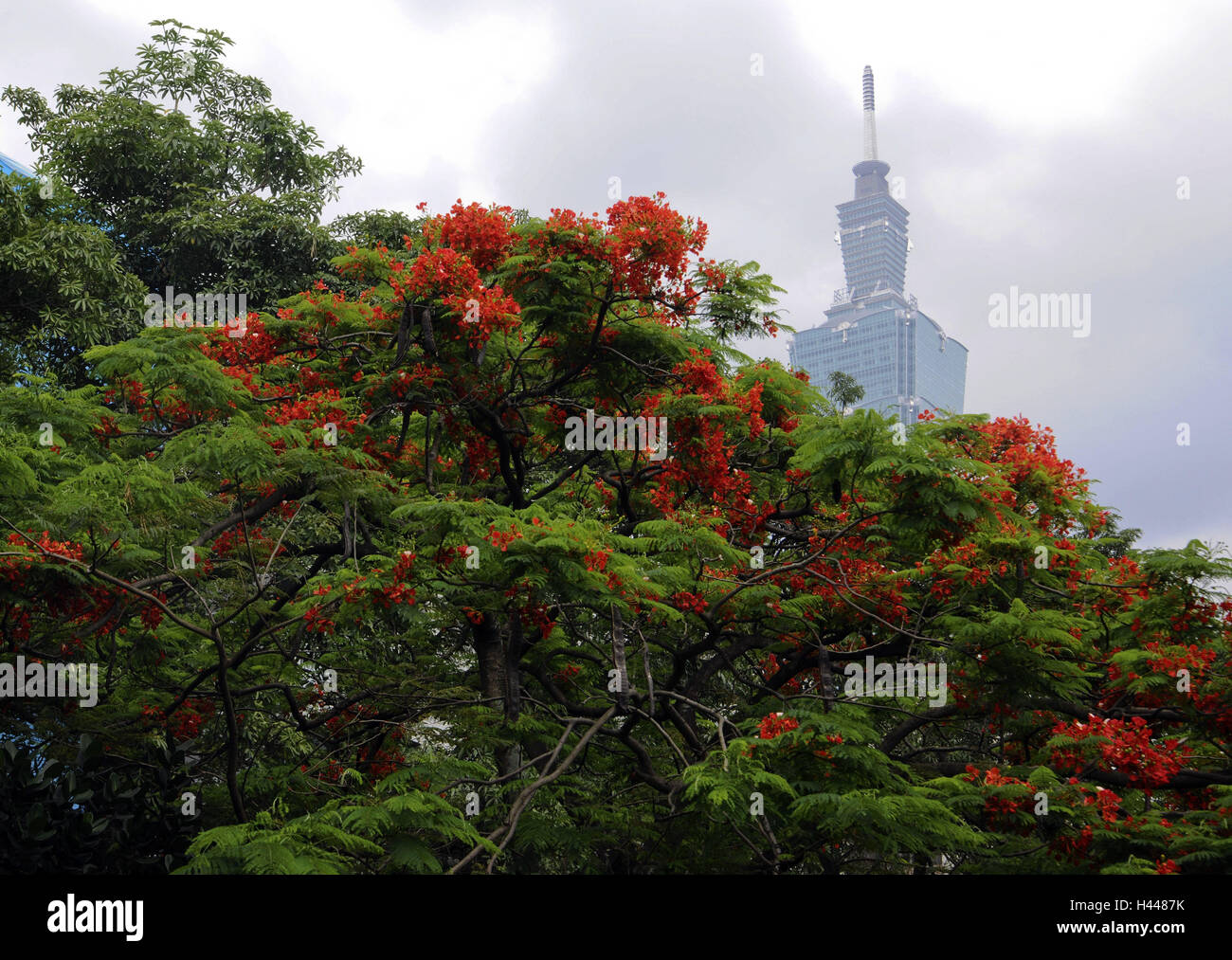 Taipei 101 Tower, skyscrapers, trees, blossoms, Taipeh, Taiwan Stock ...
