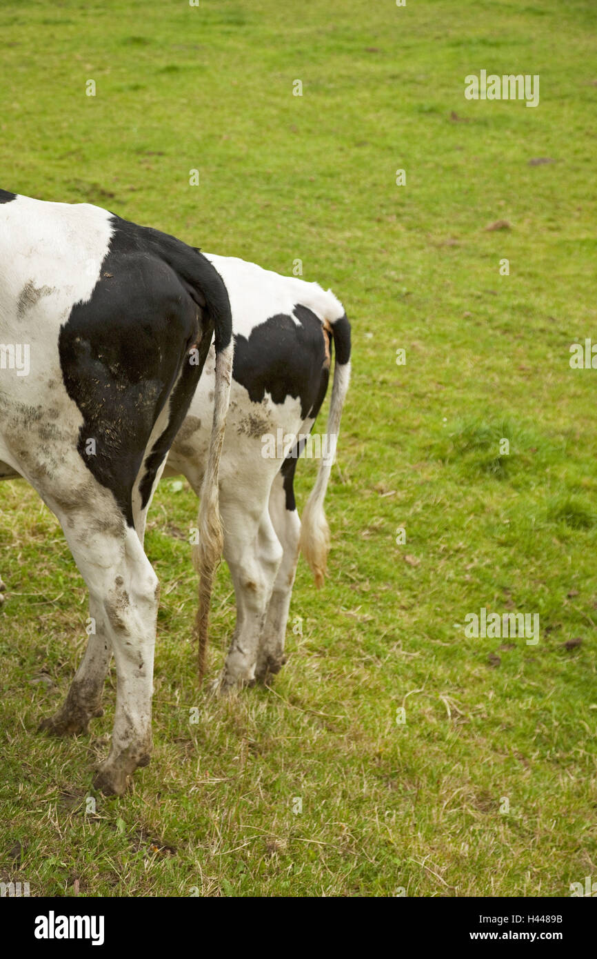 Cows, pasture, detail Stock Photo - Alamy