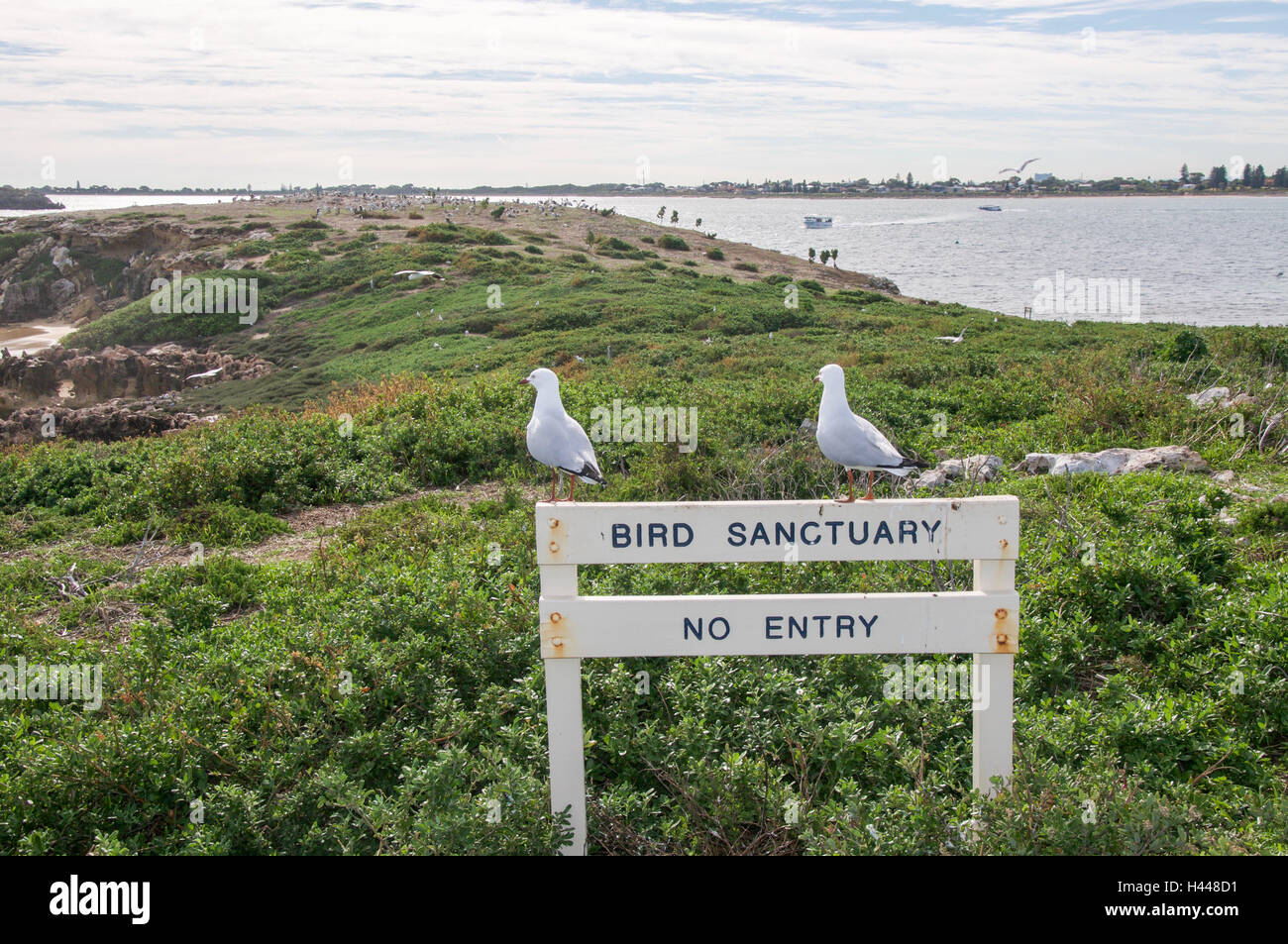 Seagulls on wooden signpost with nesting pelicans in the dunes and ...