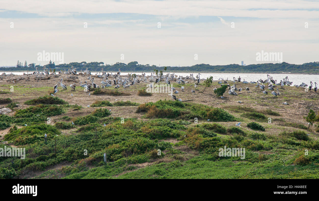 Large group of nesting pelicans in the dunes at Penguin Island with the ...
