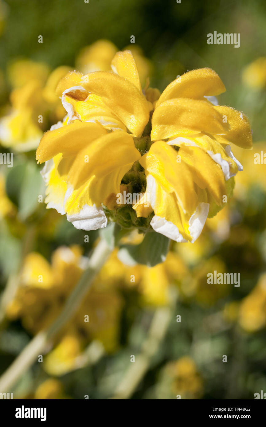 Shrub-fire herb, Phlomis fruticosa, blossoms, medium close-up, flower ...