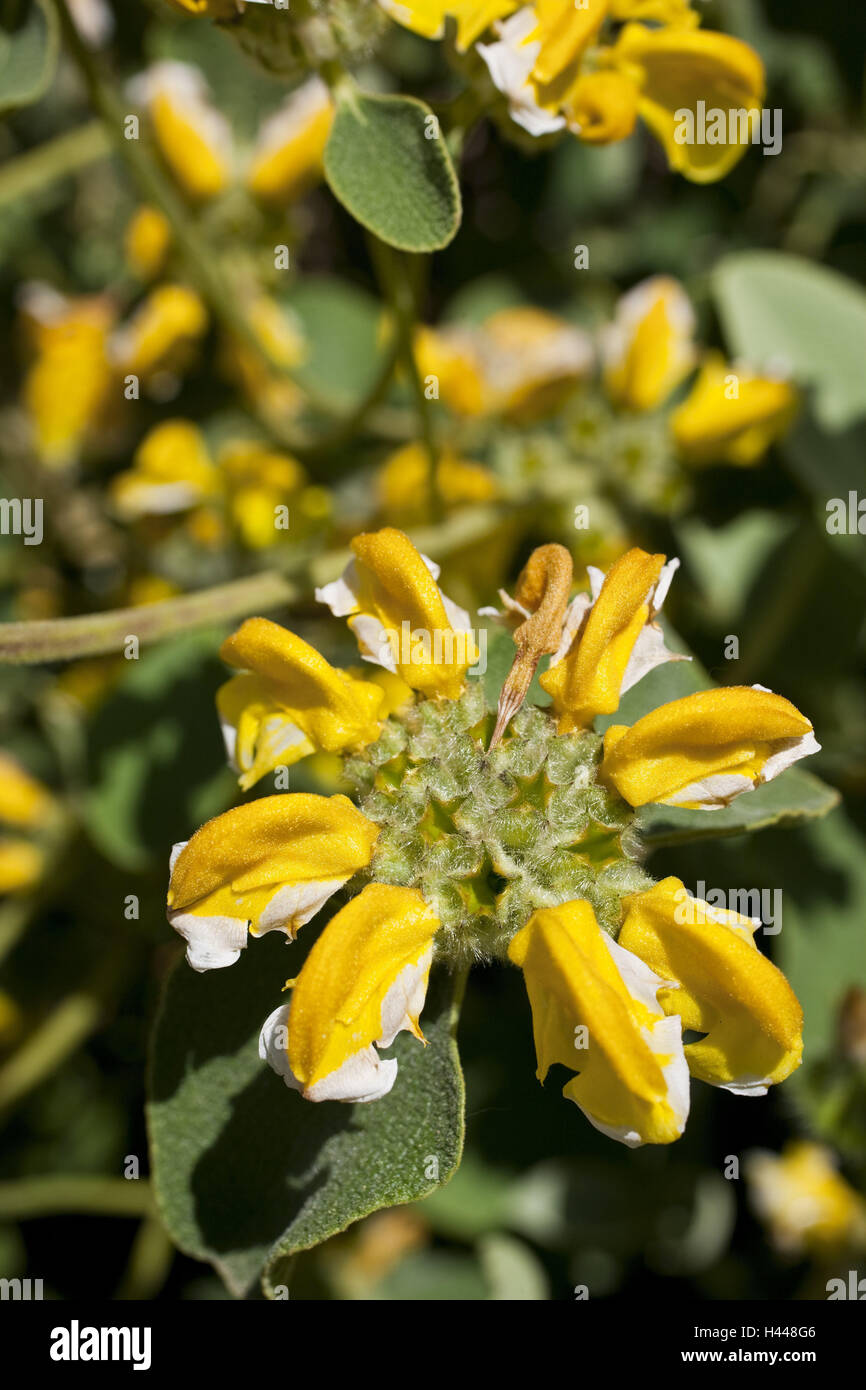 Shrub-fire herb, Phlomis fruticosa, blossoms, medium close-up, flower ...