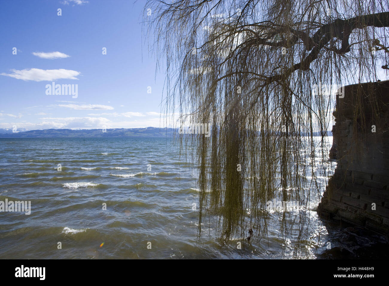 Hair-drier attack, weeping willow, Lake Constance, long-bad, Baden ...