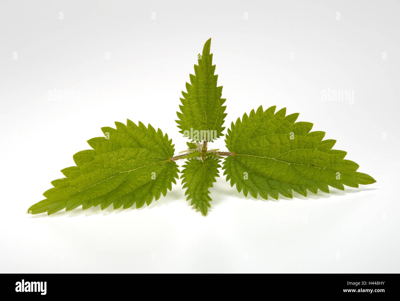 Nettle family hi-res stock photography and images - Alamy