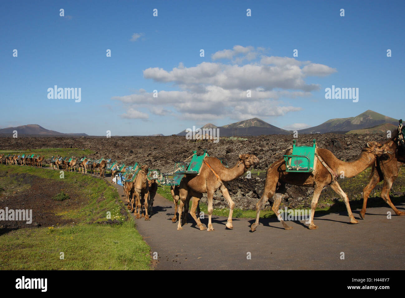 Lanzarote animals hi-res stock photography and images - Alamy
