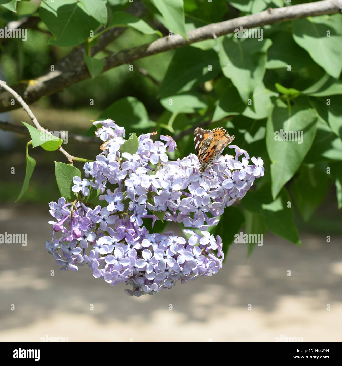 Butterfly rash on lilac colors. Insect pollinators. Butterfly urticaria ...