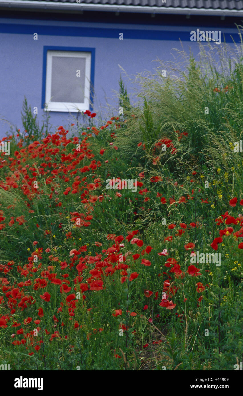 House, blue, windows, detail, meadow, clap poppy seed, blossom ...