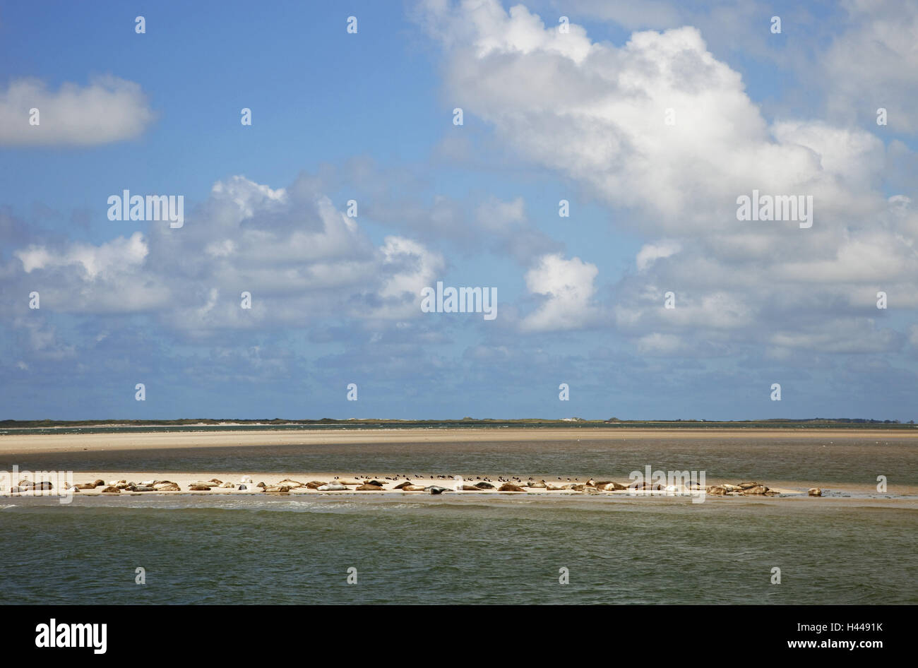 Sand bank, seals Stock Photo - Alamy