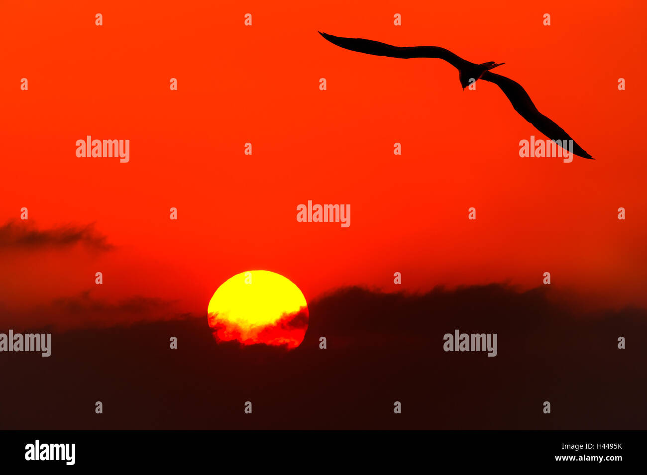Bird silhouette flying is a single soul soaring against a bright red ...
