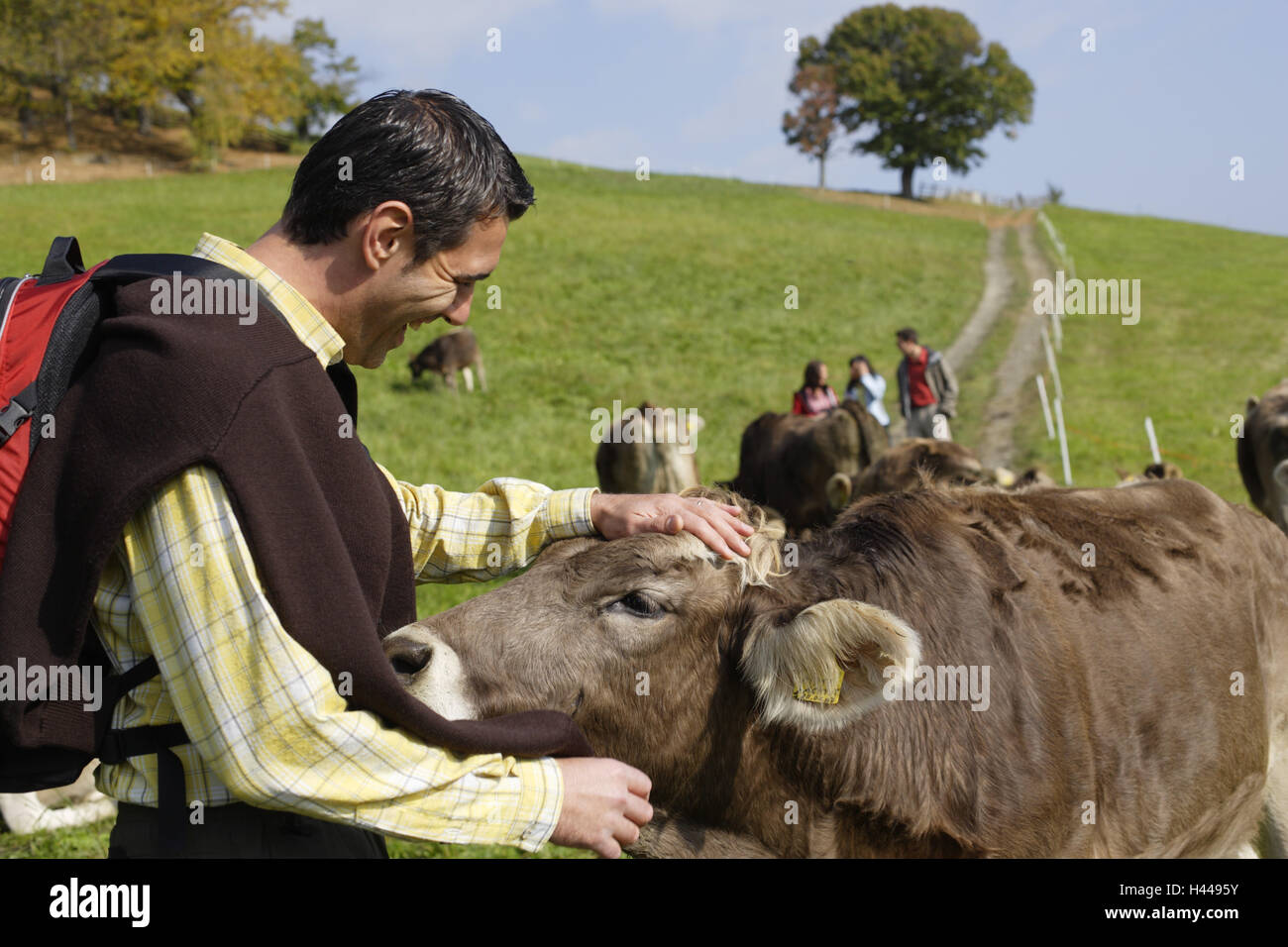 Wanderers, cow, stroke, chestnut way, Villanders, Eisacktal, South ...