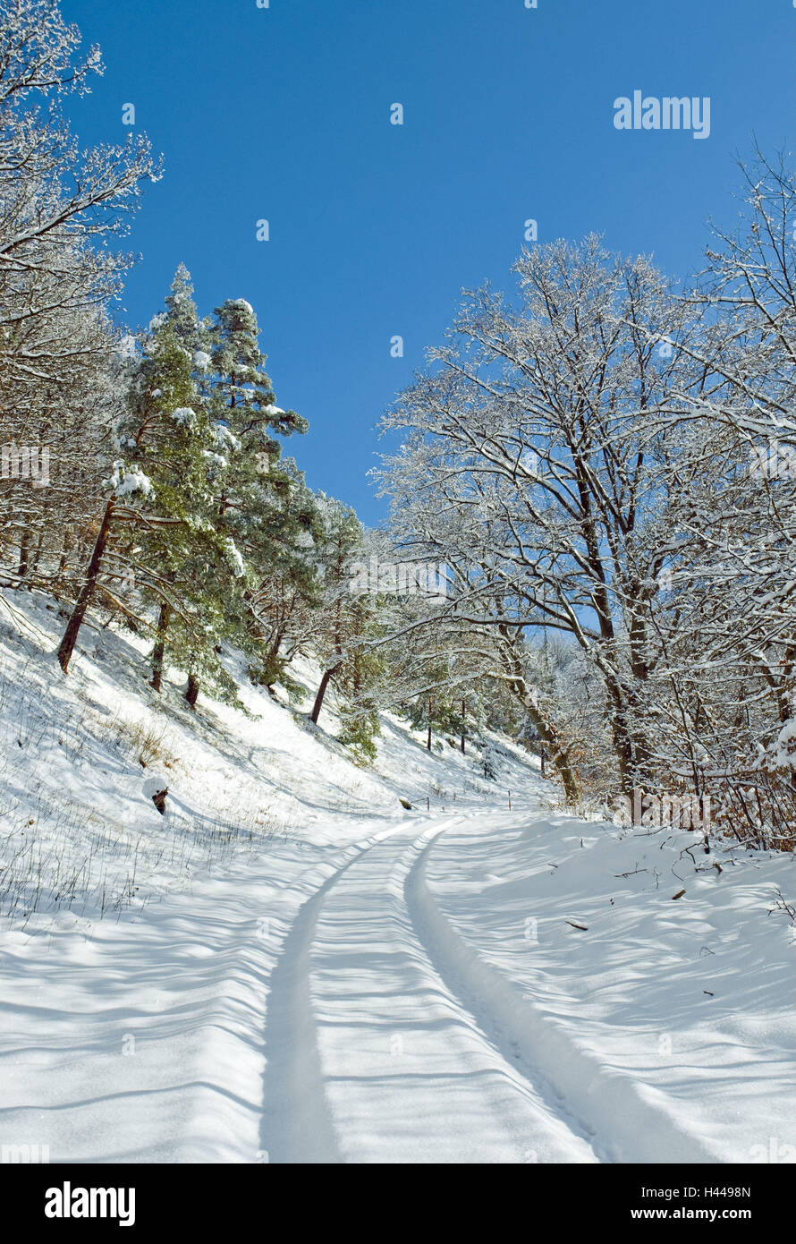 Germany, Baden-Wurttemberg, winter wood, way, maturity tracks, wood ...