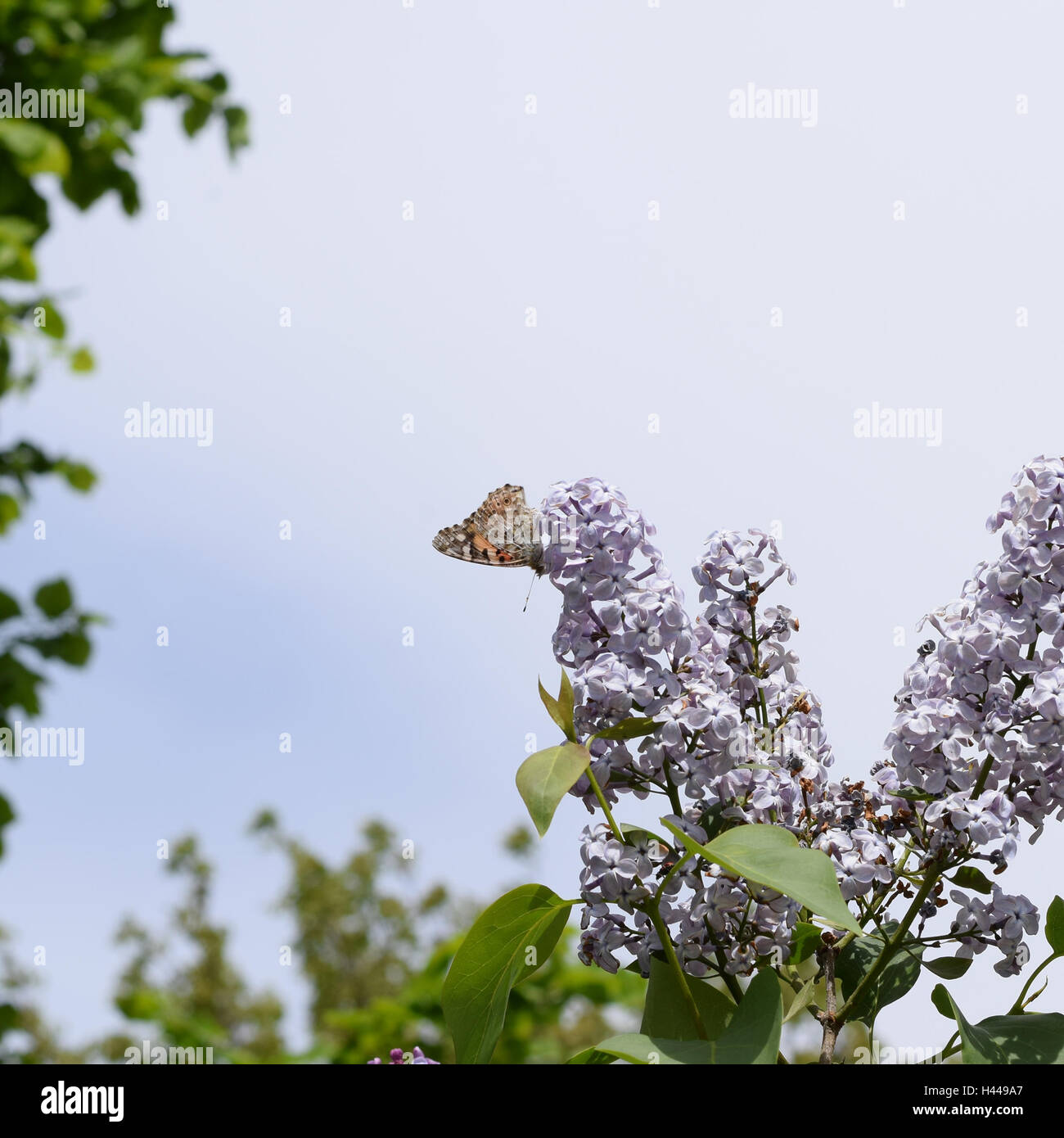 Butterfly rash on lilac colors. Insect pollinators. Butterfly urticaria ...