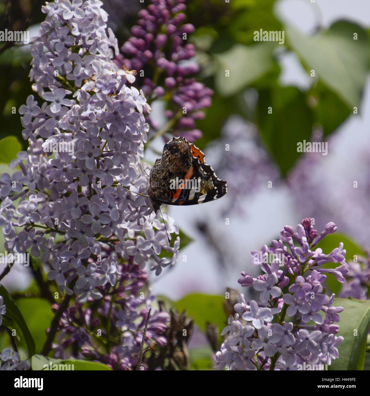 Lilac flowers on the branches of a butterfly admiral. Insect ...