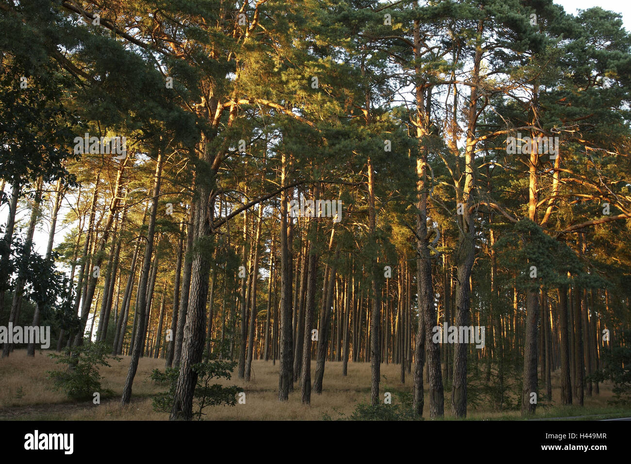 Germany, Mecklenburg lowland plain full lakes, pinewood, evening light ...