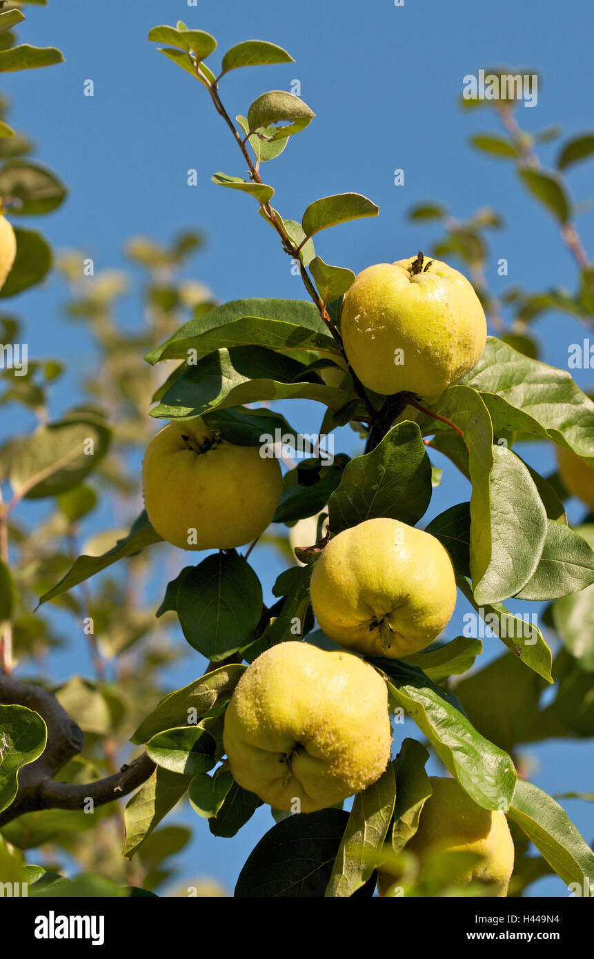 Quince, Cydonia oblonga, branch, fruits Stock Photo - Alamy