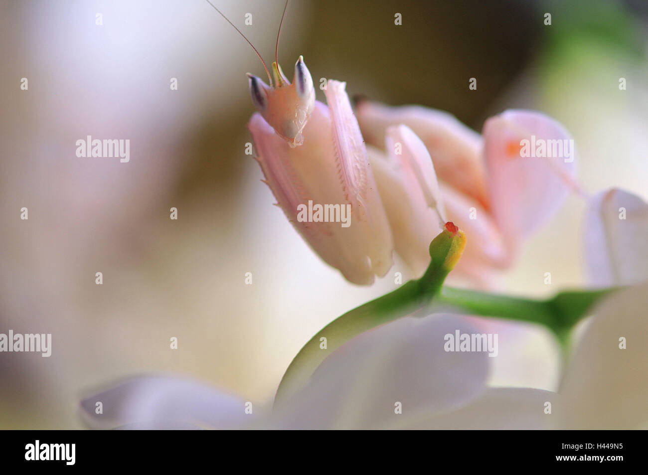 Praying mantis, orchid mantis, attack position Stock Photo - Alamy
