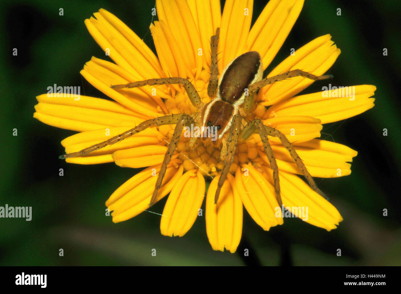 Yellow Spider Flower