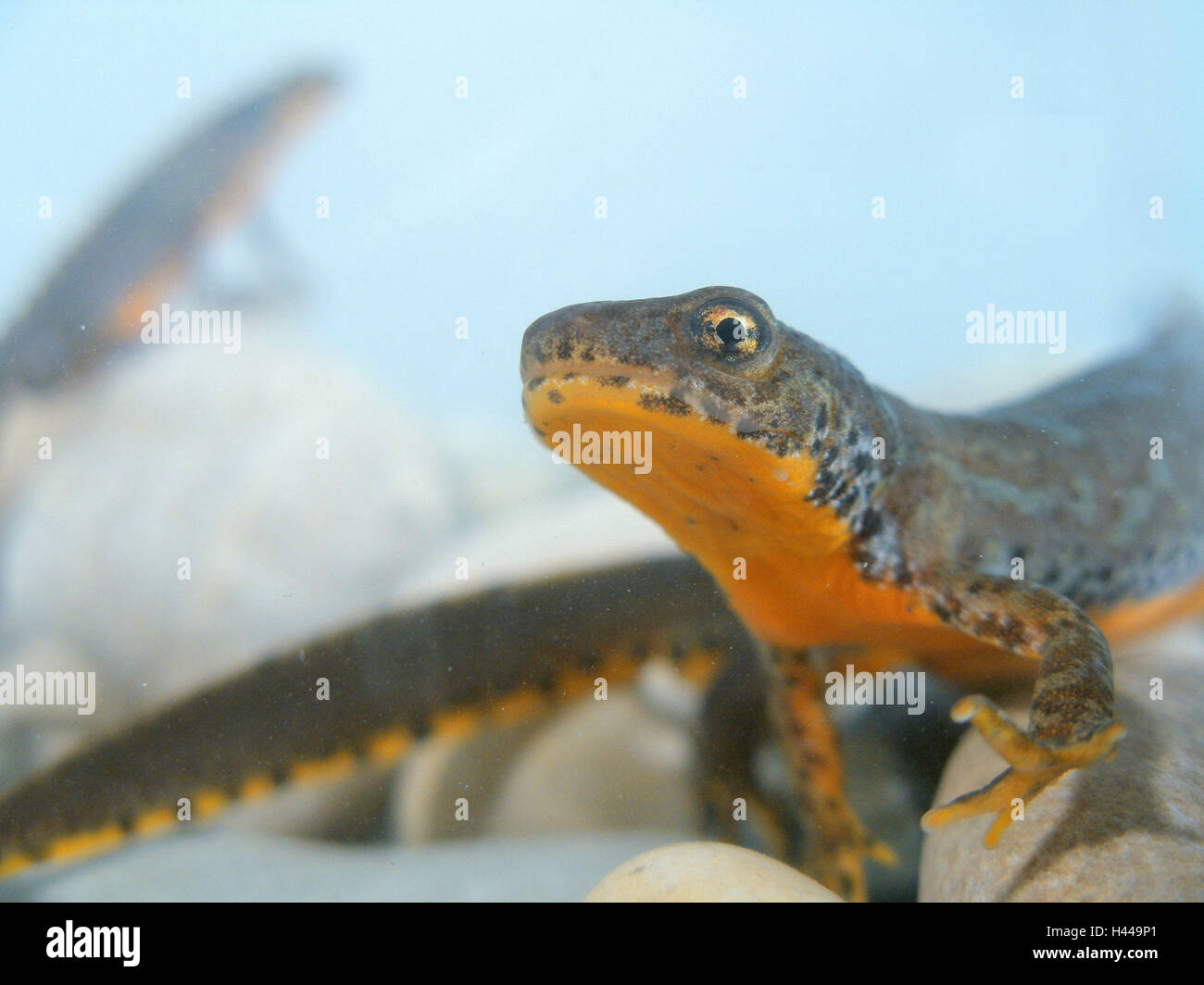 Mountain salamander, female, side view, portrait Stock Photo - Alamy