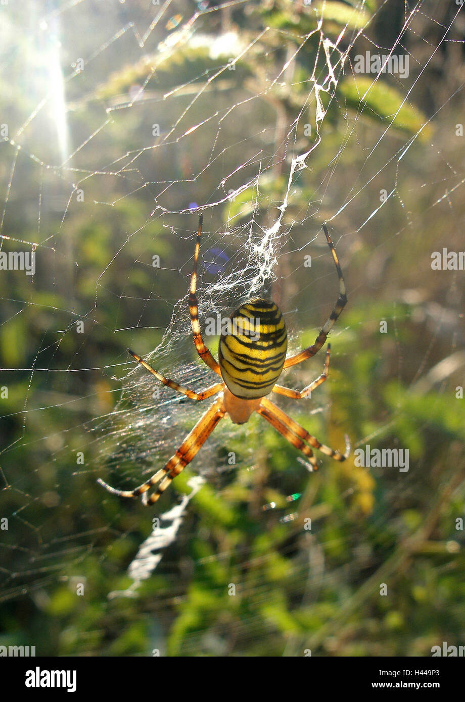 Wasp's pin, zebra spider, silk cord pin, female, in the network Stock ...