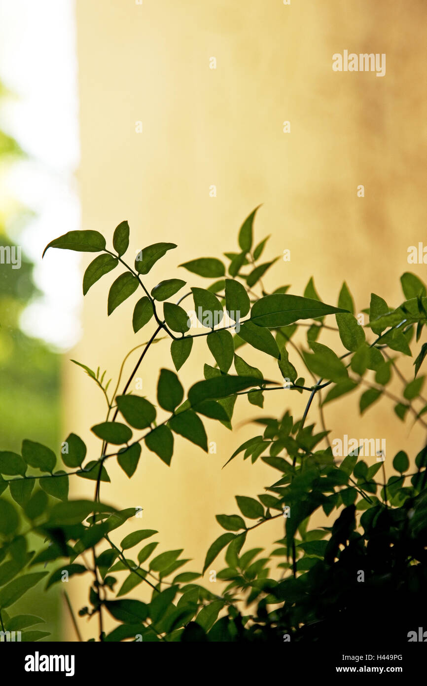 Plant, leaves, entwine themselves Stock Photo - Alamy