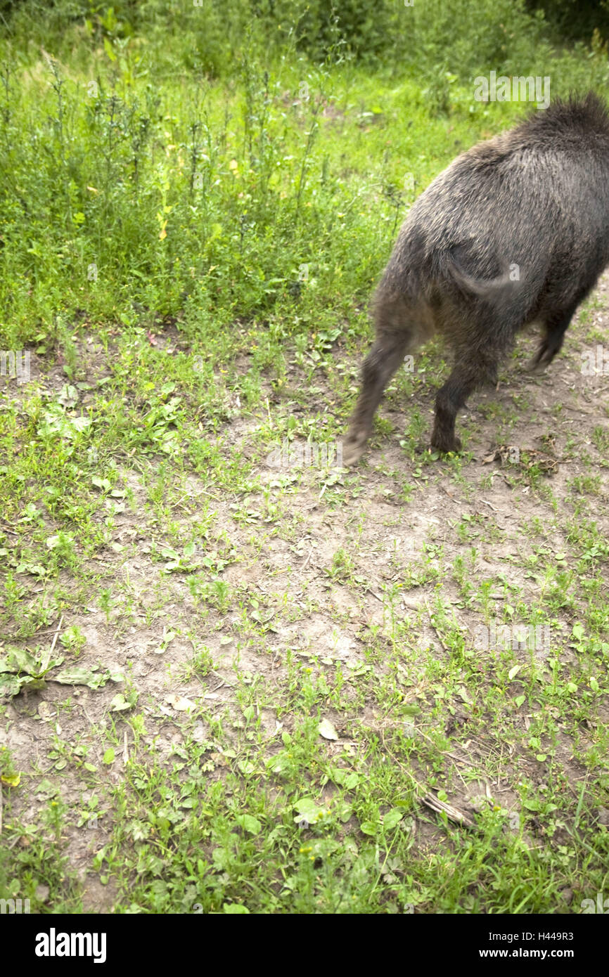 Wild boar, detail Stock Photo - Alamy