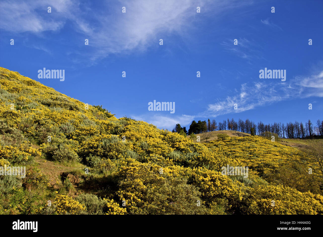Spain, Canary islands, grain Canaria, inland, vegetation, broom Stock ...