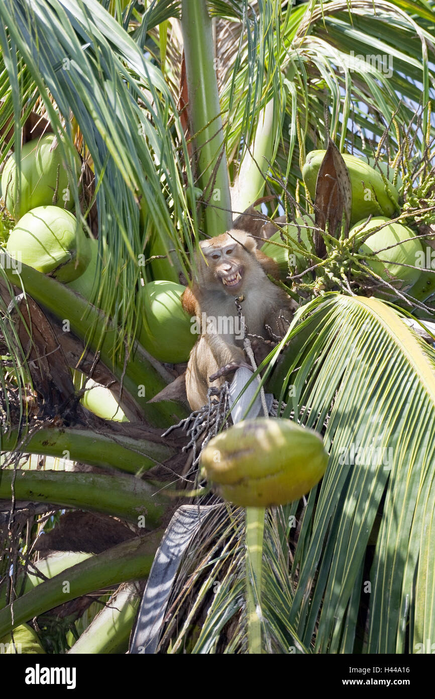 Thailand, island Phuket, palm, monkey, coconuts, harvest, from below ...